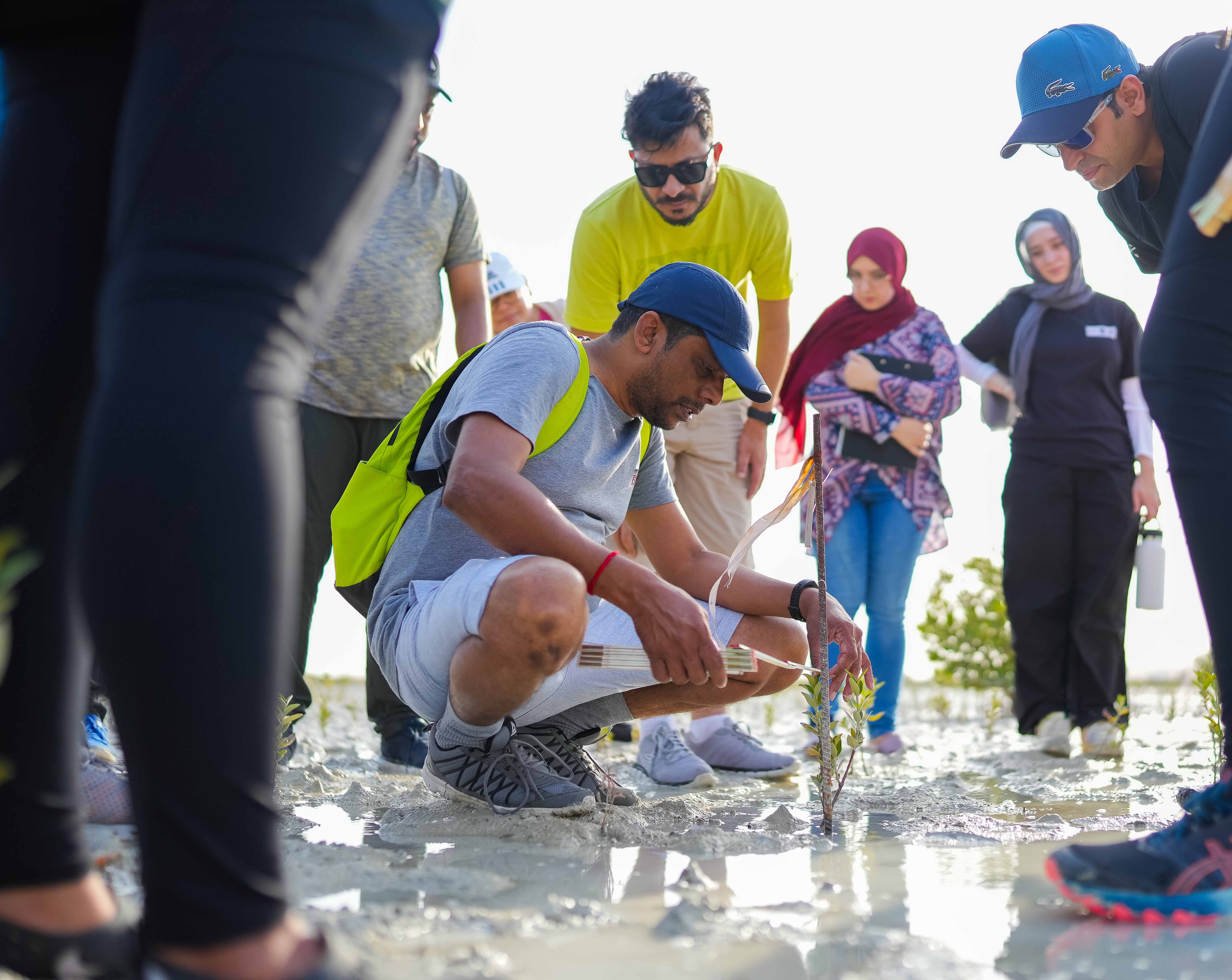Why we monitor mangrove trees in the UAE (and how we do it!) | Emirates ...