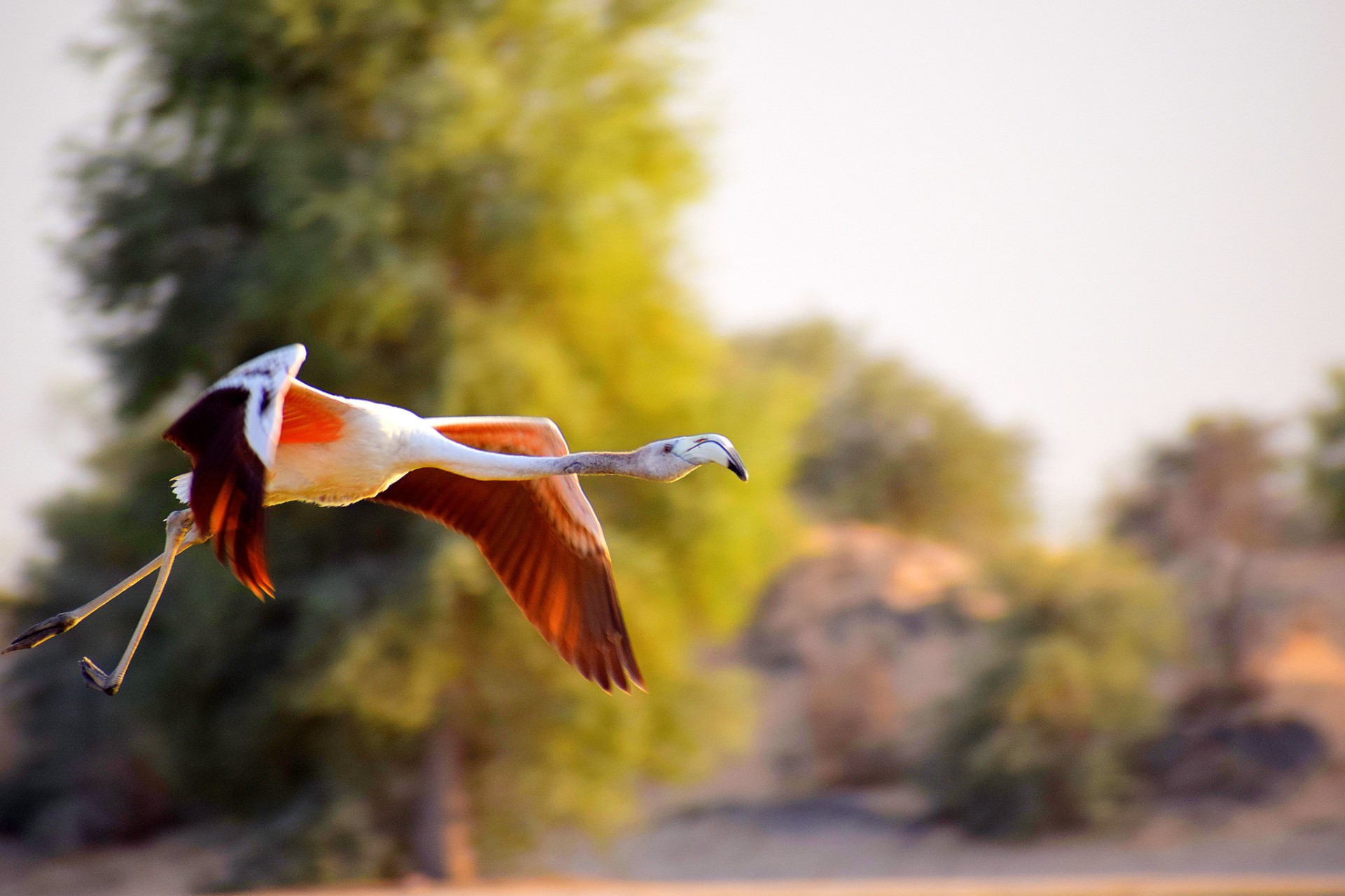 Mangroves are UAE’s Super Heroes | Emirates Nature-WWF