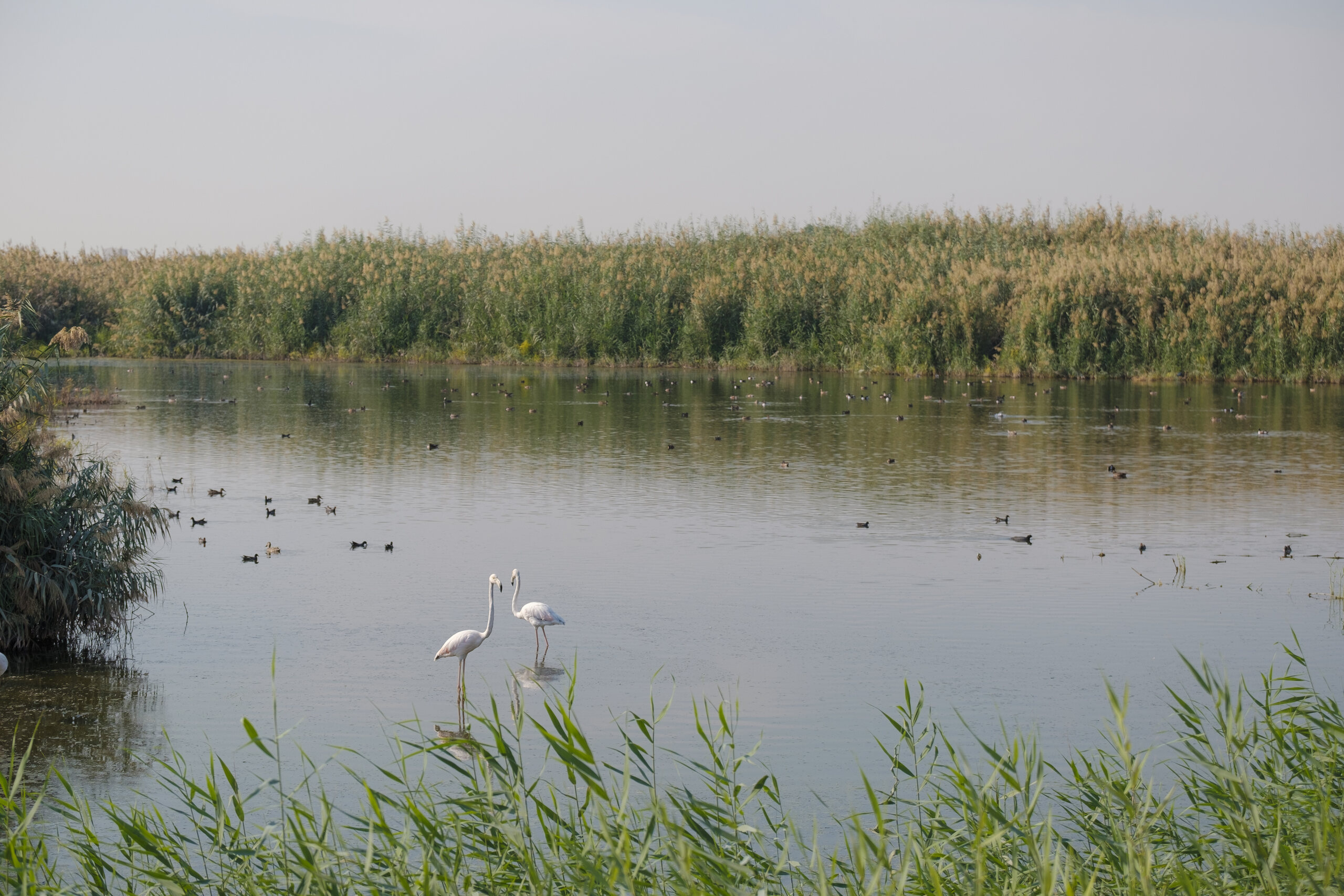 Next Steps for Mangrove Restoration in the UAE | Emirates Nature-WWF