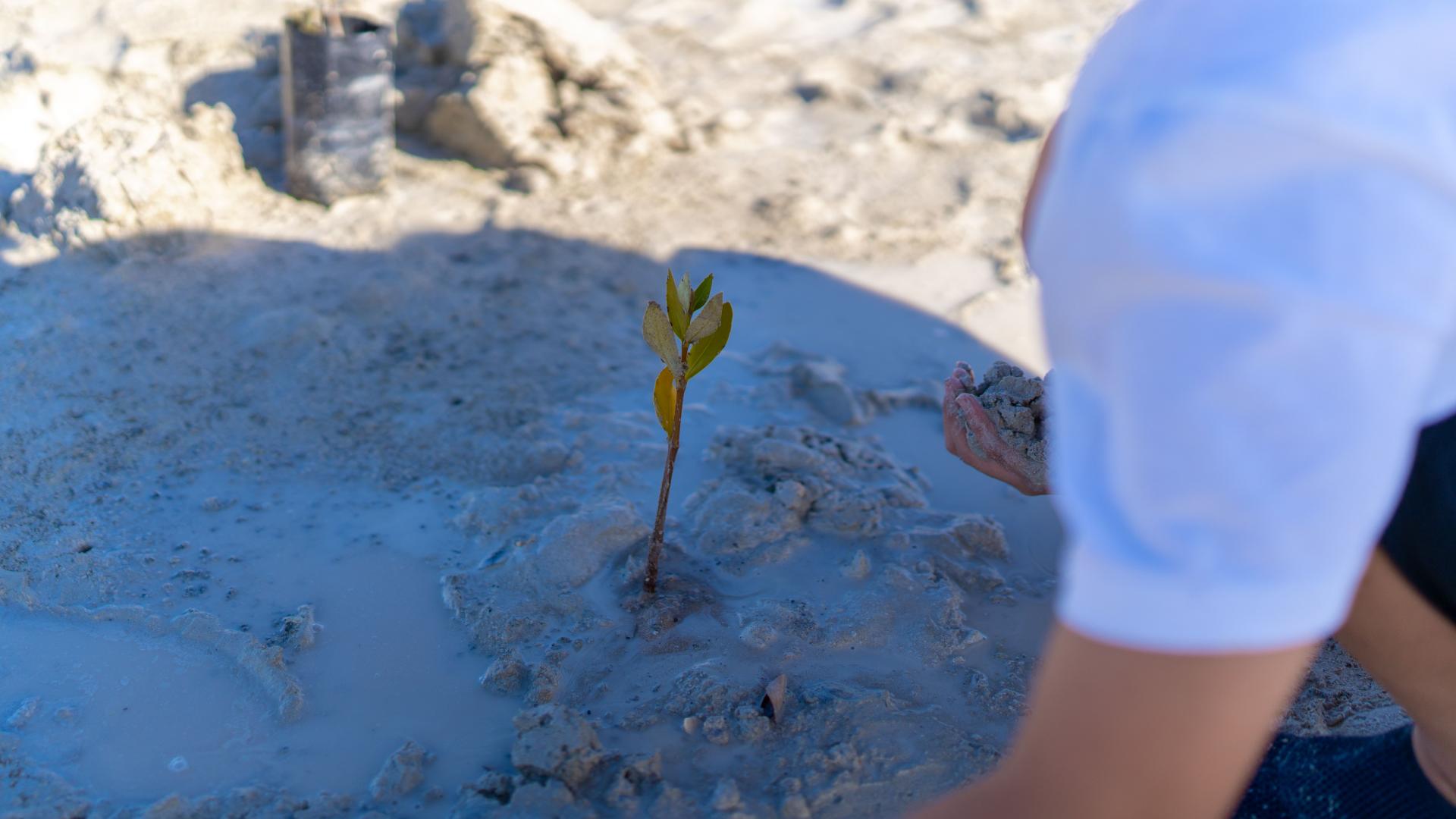 Restoring Mangrove Ecosystems In the UAE | Emirates Nature-WWF