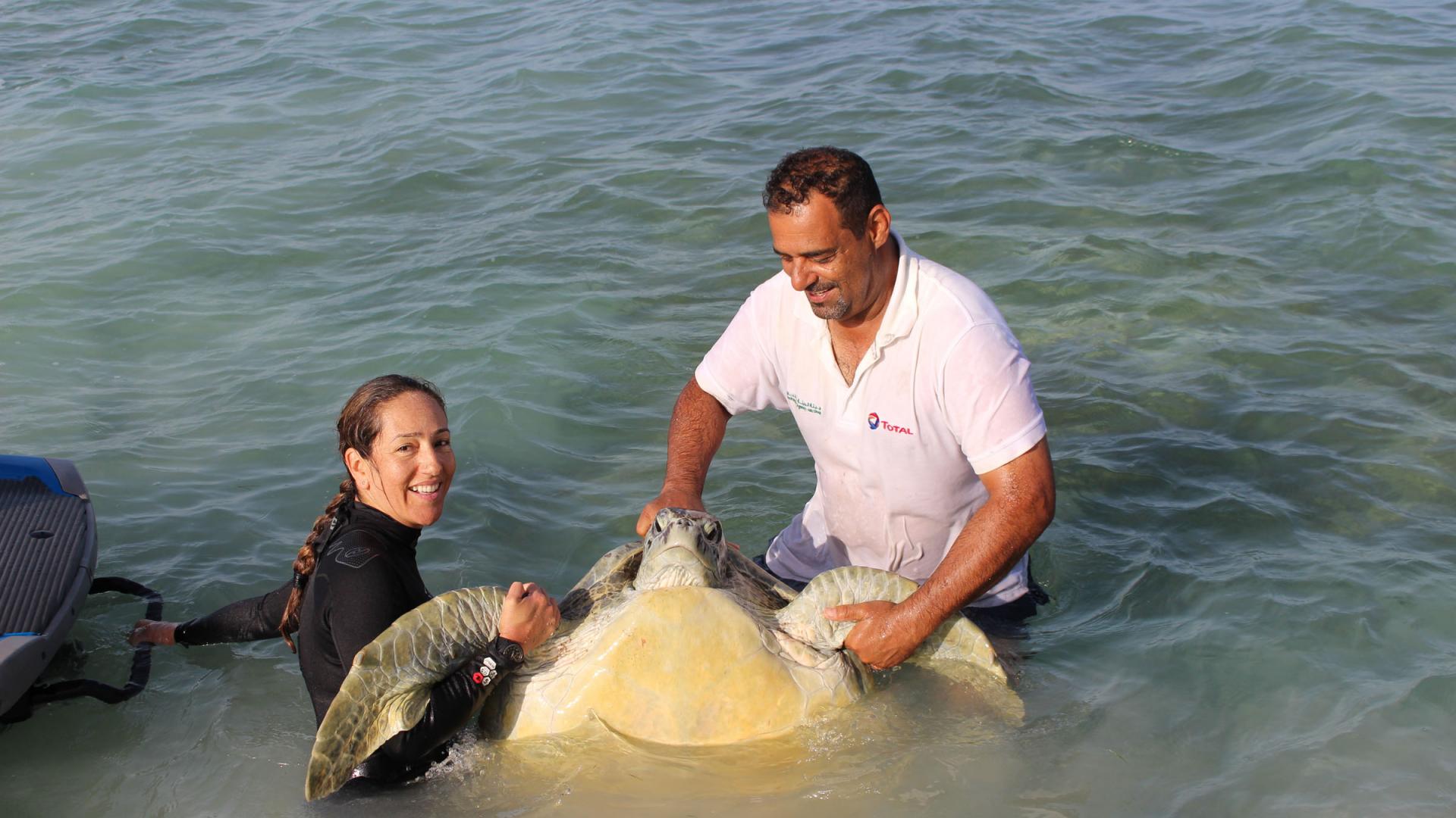 Conserving marine turtles in the gulf | Emirates Nature-WWF